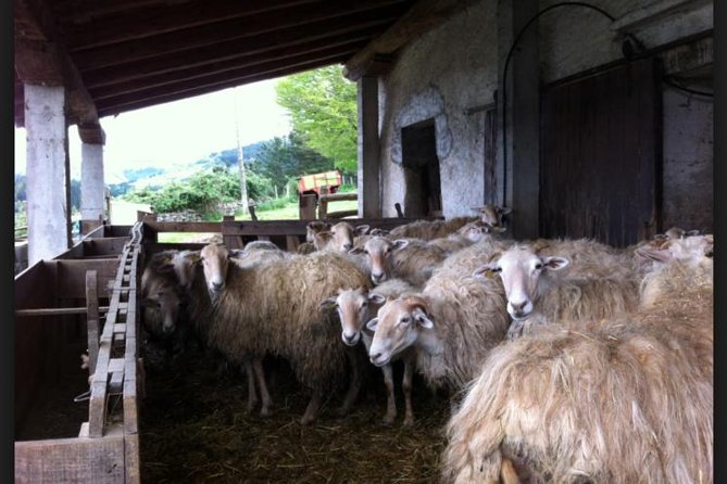 BASQUE CHEESE and TXAKOLI WINE - Private Gastronomic Adventure - Personalized Experience With Private Guide and Driver