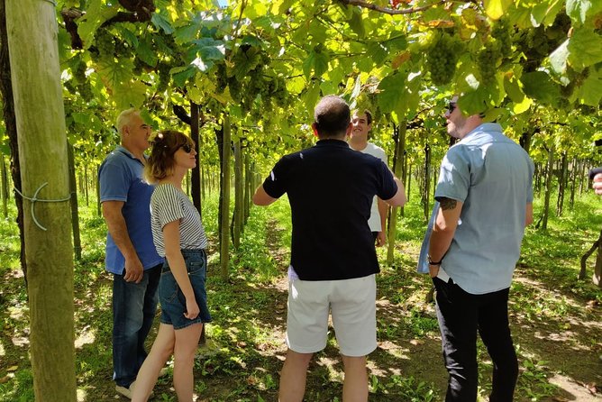 BASQUE CHEESE and TXAKOLI WINE - Private Gastronomic Adventure - Booking Details and Cancellation Policy