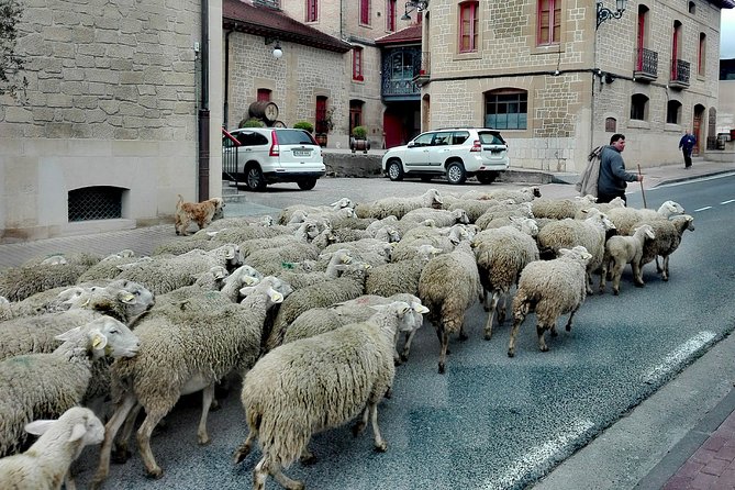 BASQUE CHEESE and TXAKOLI WINE - Private Gastronomic Adventure - Travelers Testimonials and Accolades