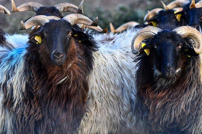 Basque Country Food Tour - Who Will Love This Tour?