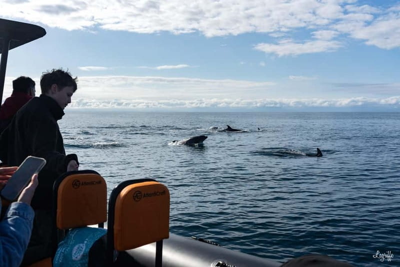 Basque Country : Whale and Dolphin Watching Boat Tours - Key Points