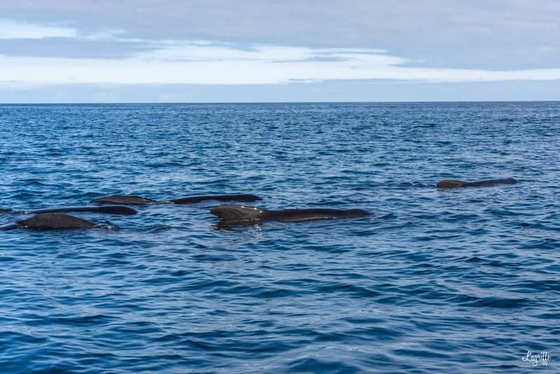 Basque Country : Whale and Dolphin Watching Boat Tours - The Itinerary in Detail