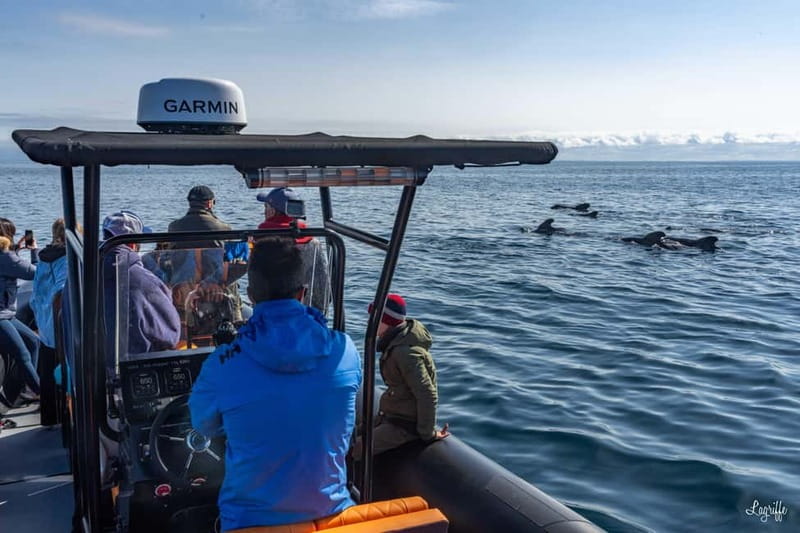 Basque Country : Whale and Dolphin Watching Boat Tours - Why This Tour Offers Real Value