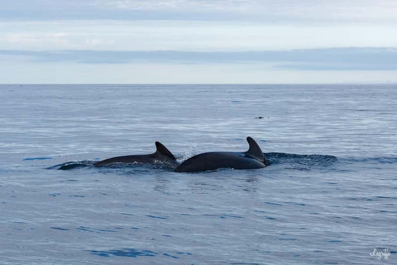 Basque Country : Whale and Dolphin Watching Boat Tours - Who Will Love This Tour?