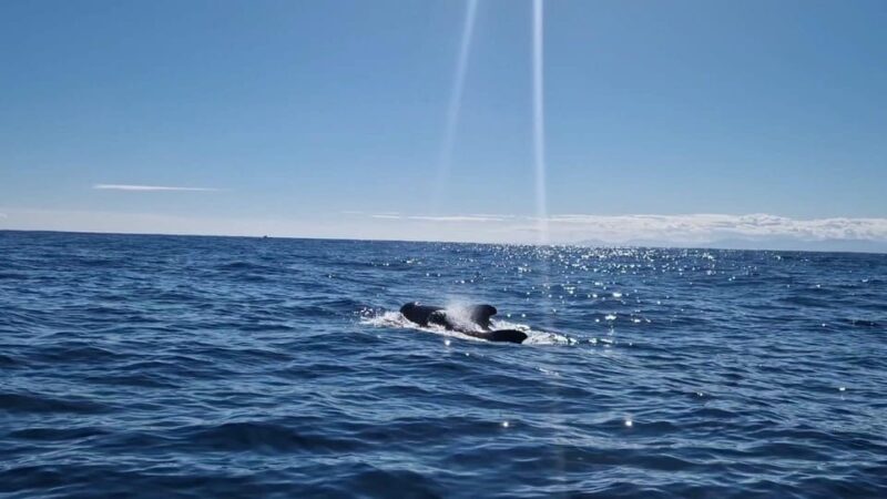 Basque Country : Whale and Dolphin Watching Boat Tours - Practical Tips for Your Trip