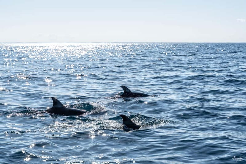 Basque Country : Whale and Dolphin Watching Boat Tours - FAQ