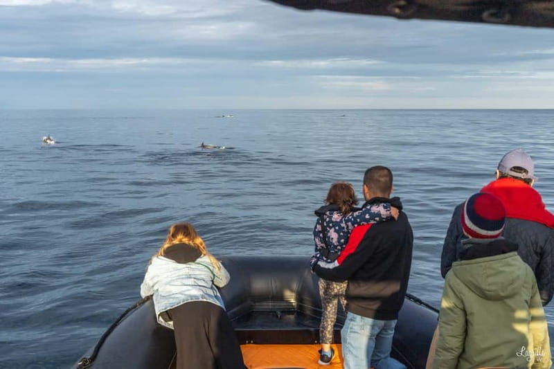 Basque Country : Whale and Dolphin Watching Boat Tours - Final Thoughts