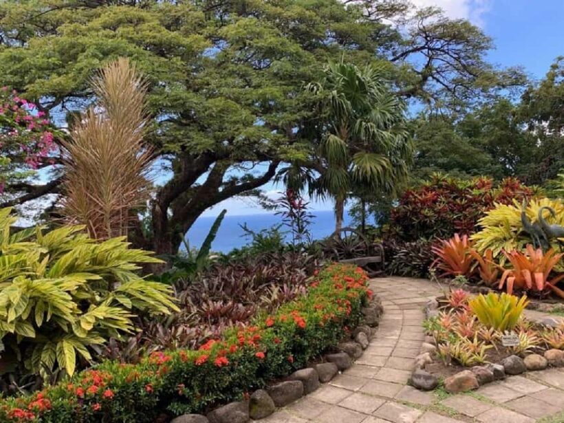 Basseterre: Plantation and Beach Extravaganza - Key Points