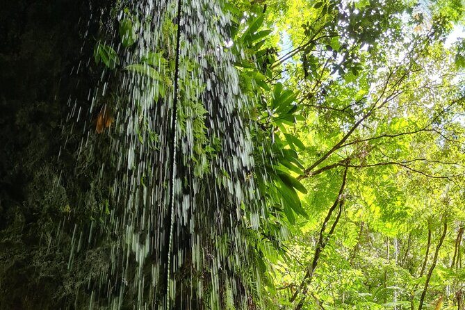 Basseterre Rainforest Hike - Practical Aspects and Value