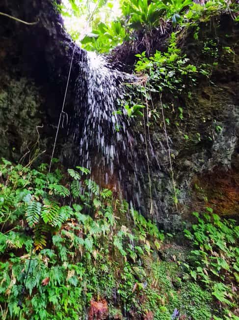 Basseterre Rainforest Hike - Key Points