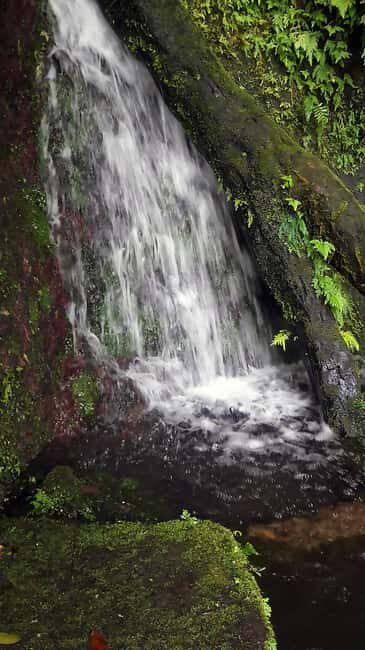 Basseterre Rainforest Hike - The Details of the Basseterre Rainforest Hike