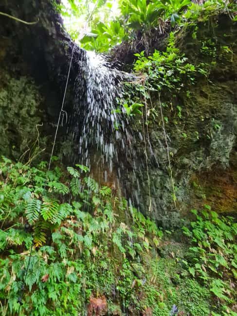 Basseterre Rainforest Hike - Pricing and Value