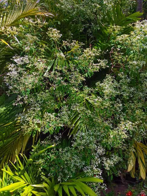 Basseterre Rainforest Hike - Final Word