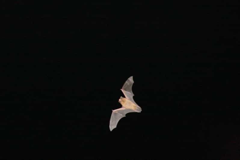 Bat Watching Madeira - Key Points