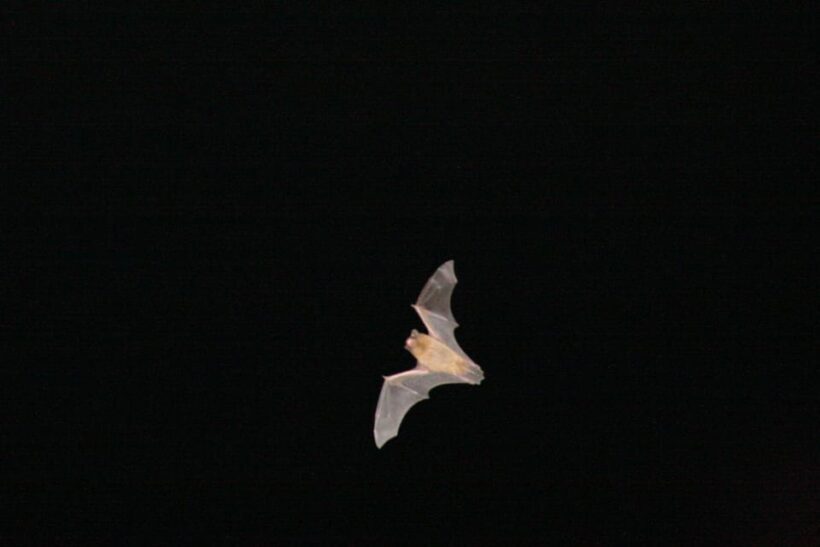 Bat Watching Madeira - An Introduction to Madeiras Bat-Watching Tour