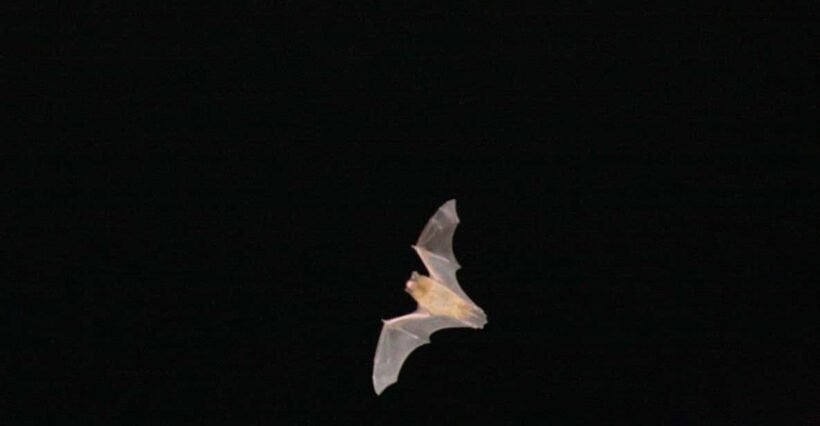Bat Watching Madeira - The Experience: What Makes It Special