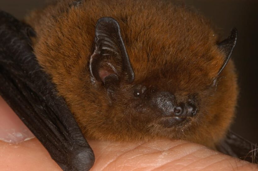 Bat Watching Madeira - Final Thoughts: Is It Right for You?