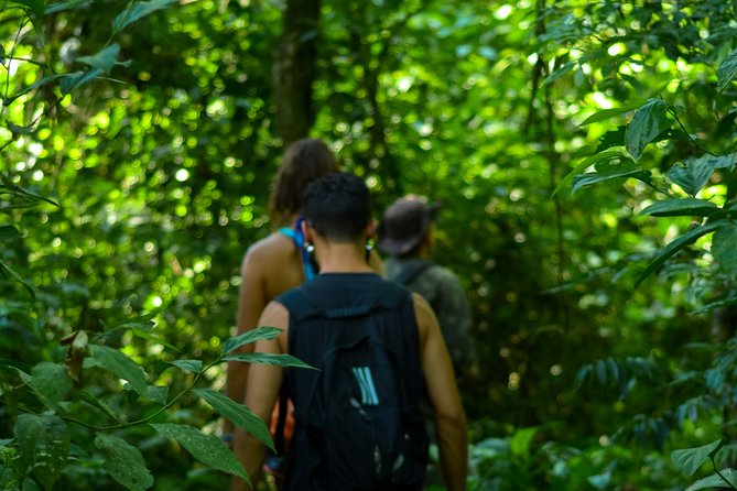 Bathing in the Forest Trail in Foz Do Iguaçu - Exploring the Foz Do Iguaçu Location