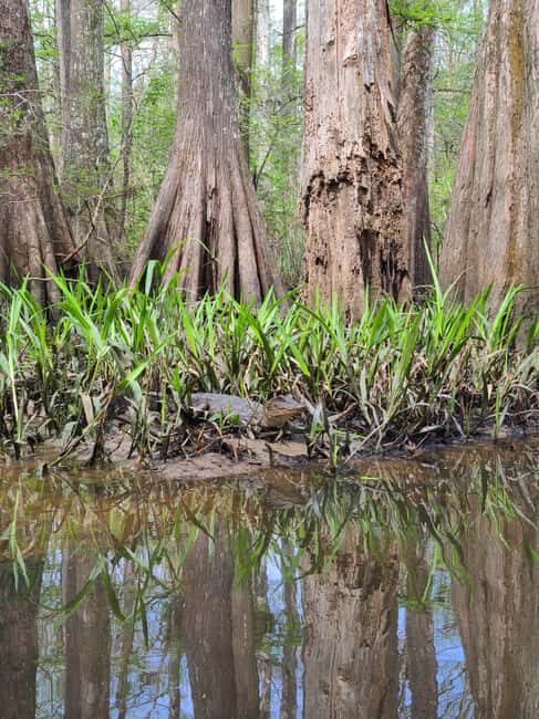 Baton Rouge: Kayak Tour Through the Historic Atchafalaya - What Makes This Tour Special?