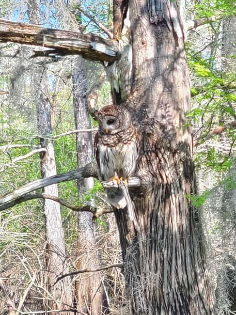 Baton Rouge: Kayak Tour Through the Historic Atchafalaya - Practical Details: Booking, Accessibility, and Tips