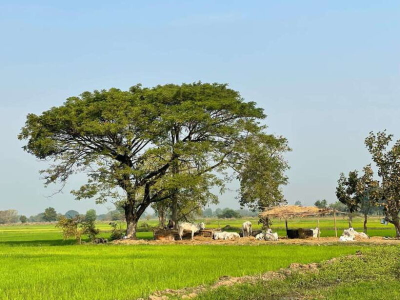 Battambang: Bamboo Train, Bat Cave and Killing Cave Tour - Deep Dive into Each Stop