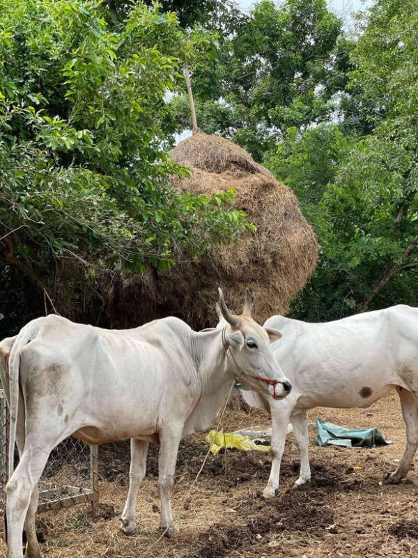 Battambang: Bamboo Train, Bat Cave and Killing Cave Tour - Who’s This Tour Best For?