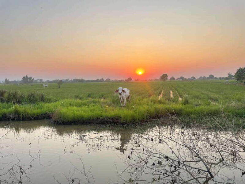 Battambang: Bamboo Train, Bat Cave and Killing Cave Tour - FAQ
