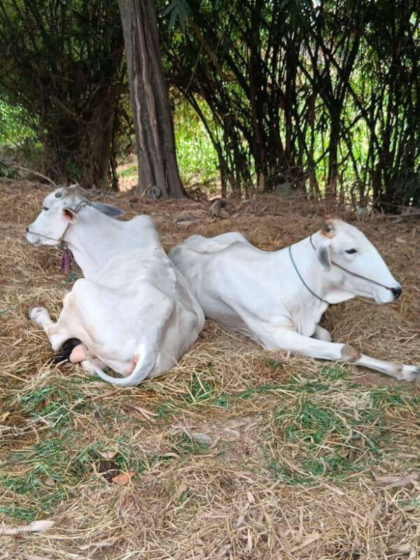 Battambang One Day & Half Tour - Which Travelers Will Love This Tour?