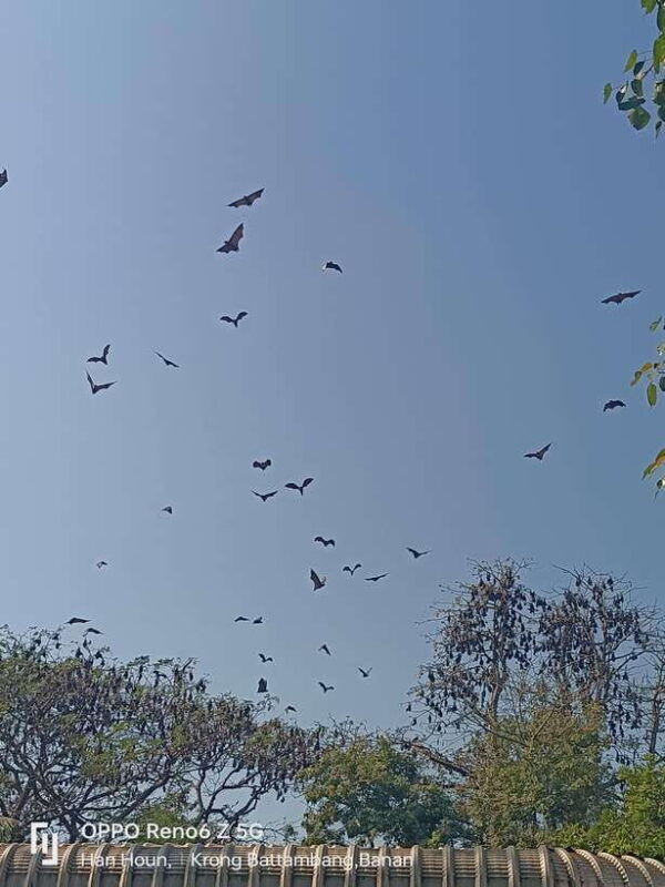 Battambang Tuk Tuk Tour By Mr. Han - The Experience in Practice