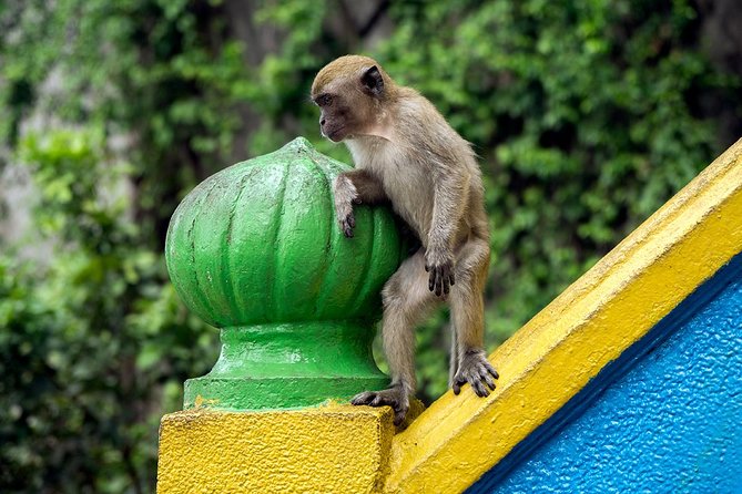 Batu Caves and Watching Fireflies in Kuala Selangor - The Magic of Kuala Selangor Fireflies