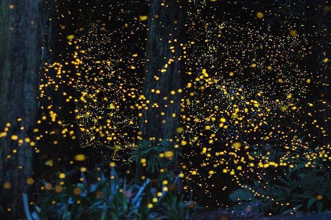 Batu Caves & Firefly Cruise from Kuala Lumpur with Seafood Dinner - The Practical Side: Transportation and Timing