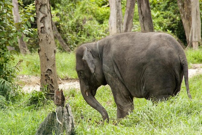 Batu Caves & Kuala Gandah Elephant Sanctuary Full-Day Tour - Key Points