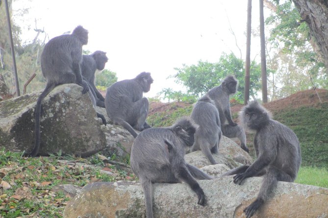 Batu Caves,Hot Spring, Monkey & Fireflies Tour with Dinner - What Travelers Say: Honest Feedback