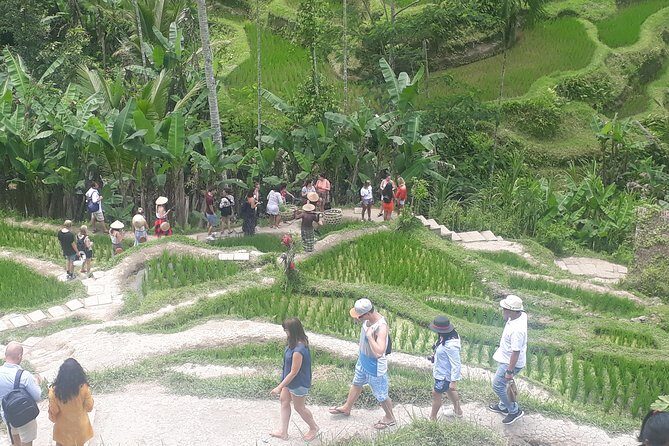 Batur Volcano Sunrise Trekking, Rice Teracce & Bali Coffee Plantation Tour - An In-Depth Look at the Tour Experience