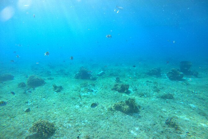 Bavarian Fiesta Snorkel Activity in Glass Bottom Boat at San Miguel de Cozumel - The Sum Up