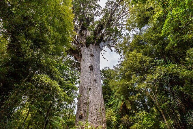 Bay of Islands 2-Day Small Group Tour & Cruise from Auckland - Final Thoughts