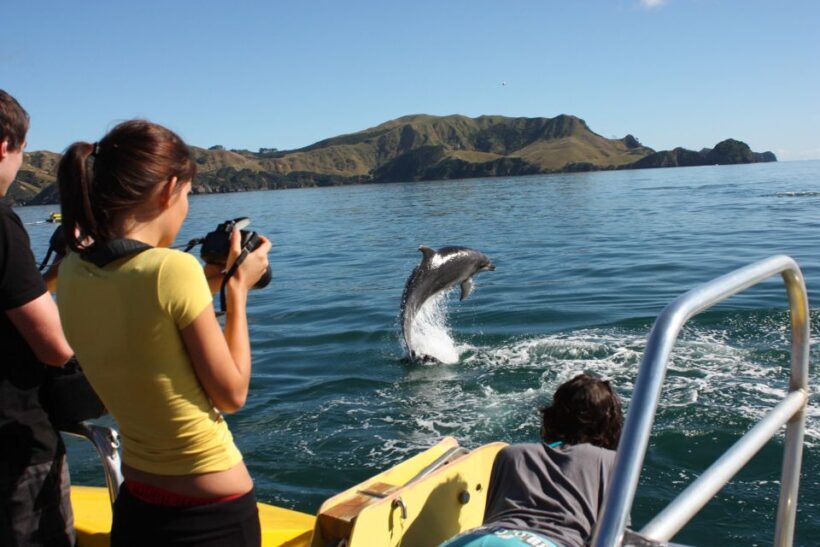 Bay of Islands: Discover the Bay Cruise with Island Lunch - Key Points