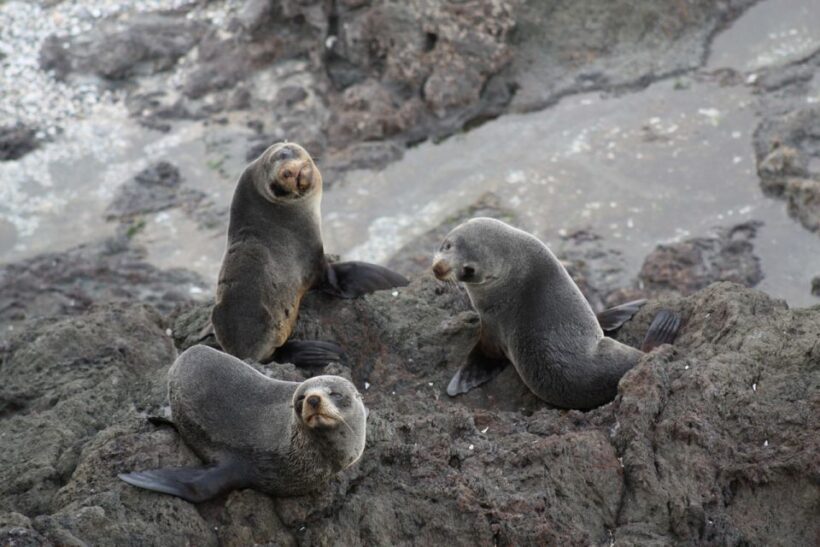 Bay of Islands: Discover the Bay Cruise with Island Lunch - A Comprehensive Look at the Tour