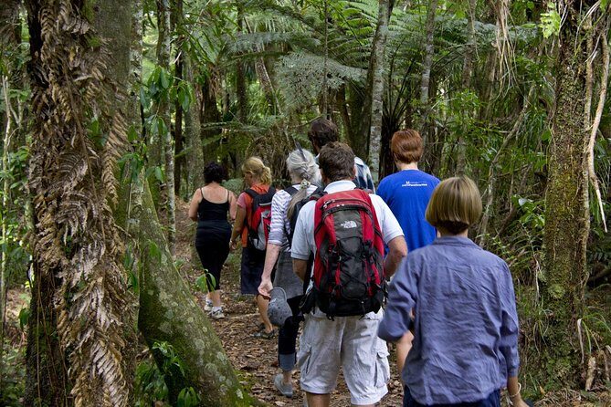 Bay of Islands Shore Excursion: Puketi Rainforest Guided Walk - What to Expect from Your Puketi Rainforest Walk