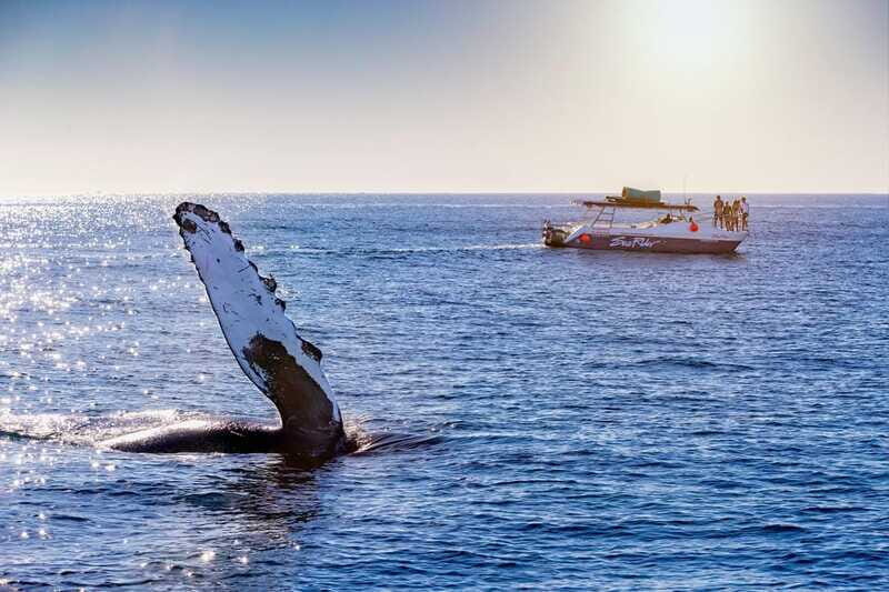 Bay trip and the Arch of Cabo San Lucas - Why This Tour Is Worth Considering