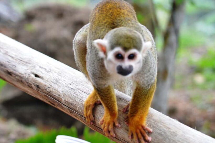 Bayahibe/La Romana: 4x4 Buggy and Monkeyland Tour - Practical Tips for Travelers