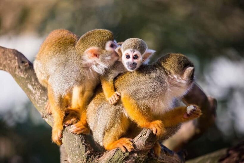 Bayahibe: Monkeyland and Country House Tour with Pickup - Monkeyland: Close Encounters with Squirrel Monkeys