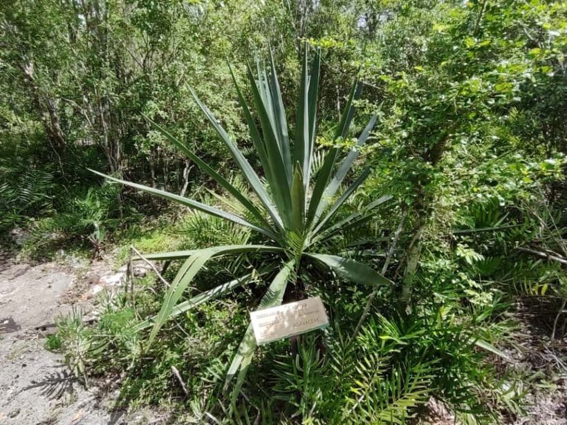 Bayahibe: National Park Jungle Walk & Snorkeling in Cenotes - FAQ