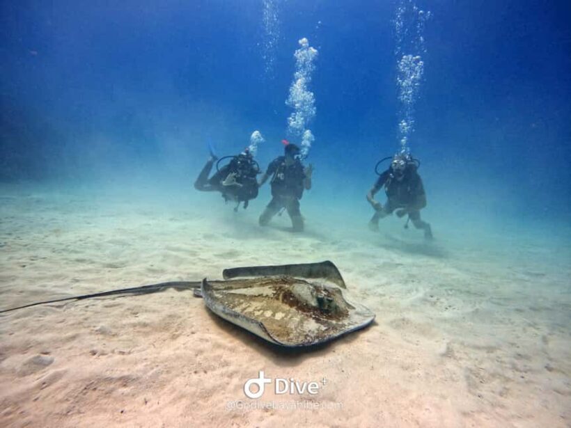 Bayahibe: PADI Open Water Course by Go Dive Bayahibe - Day One: Theory and Shallow Water Practice