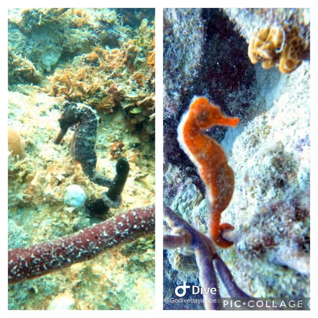 Bayahibe: Scuba Diving Initiation by Go Dive Bayahibe - An Introduction to the Experience