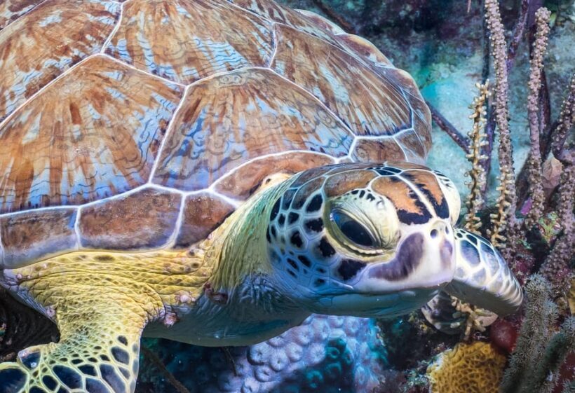 Bayhibe: Private 2 Tank Scuba Dive tour in the National Park - Authentic Feedback from Participants