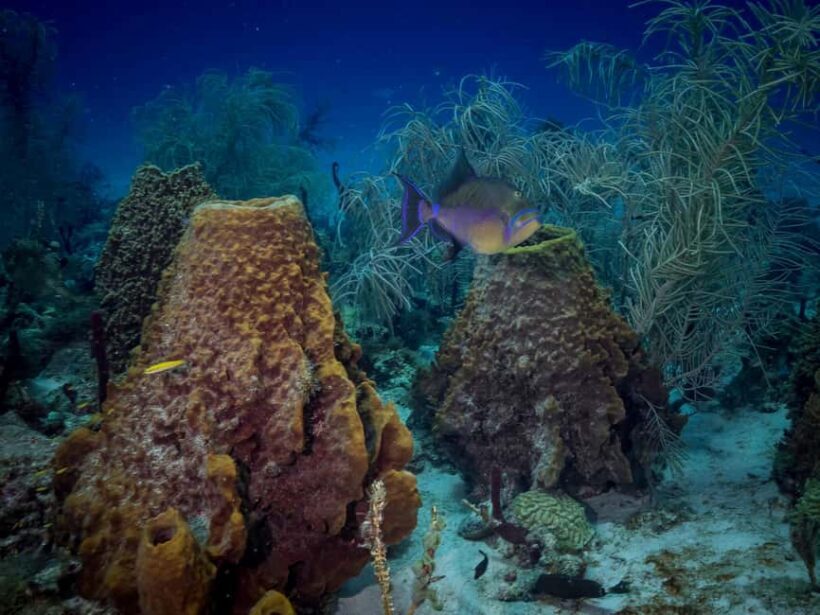 Bayhibe: Private 2 Tank Scuba Dive tour in the National Park - FAQ