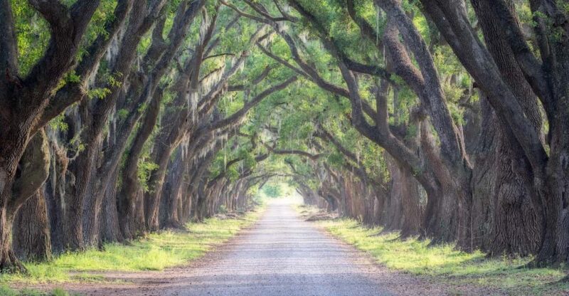 Bayous And Byways, Oak Alley Plantation And Kayak Swamp Tour - Reviews and Traveler Feedback
