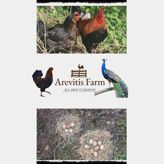 Be A Farmer for A Day in Arevitis Farm! - Deep Dive: Is It Worth the Price?