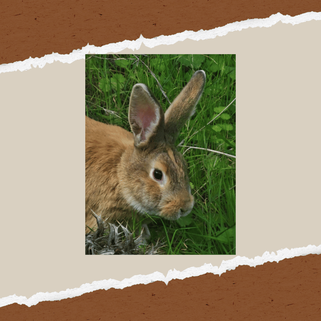 Be A Farmer for A Day in Arevitis Farm! - Real Travelers’ Perspectives